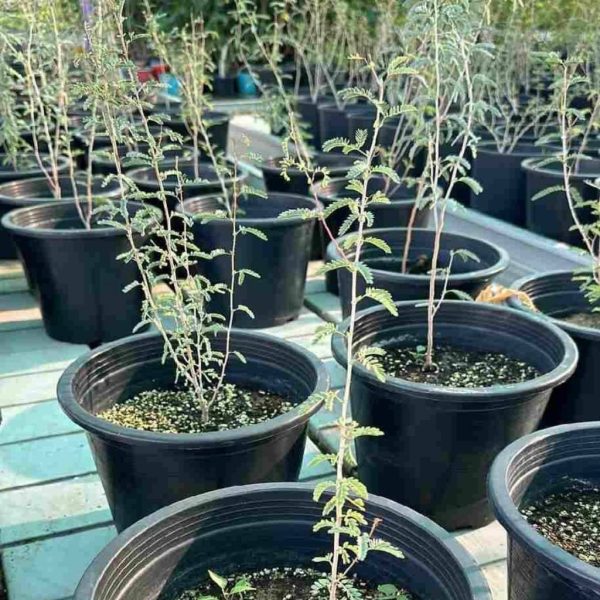Buy Ghaf Tree in UAE- PurePlants