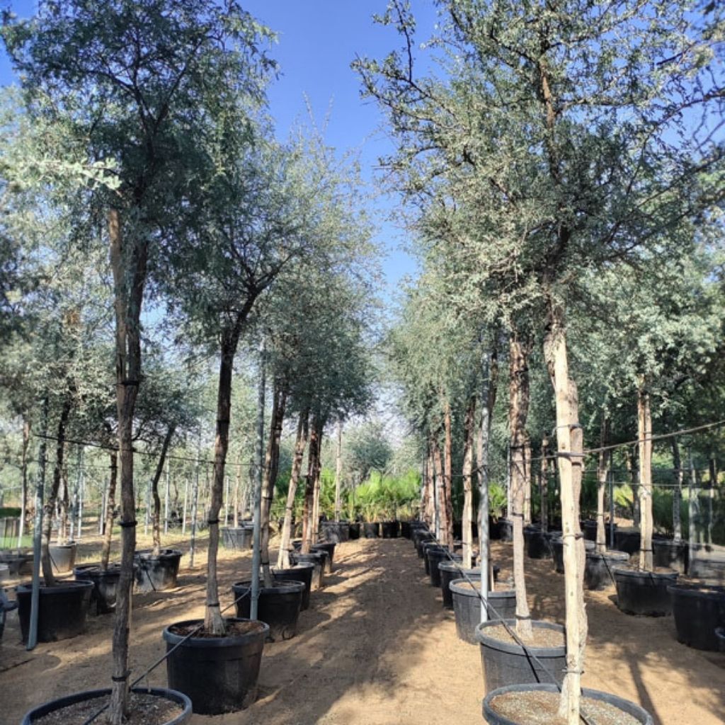 Buy Ghaf Tree in UAE- PurePlants